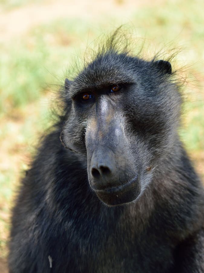 Portrait De Singe De Babouin Photo stock - Image du course, afrique ...