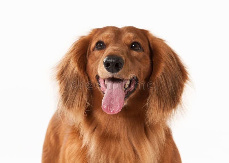 Portrait De Teckel Brun Sur Le Fond Blanc Image stock - Image du orange ...