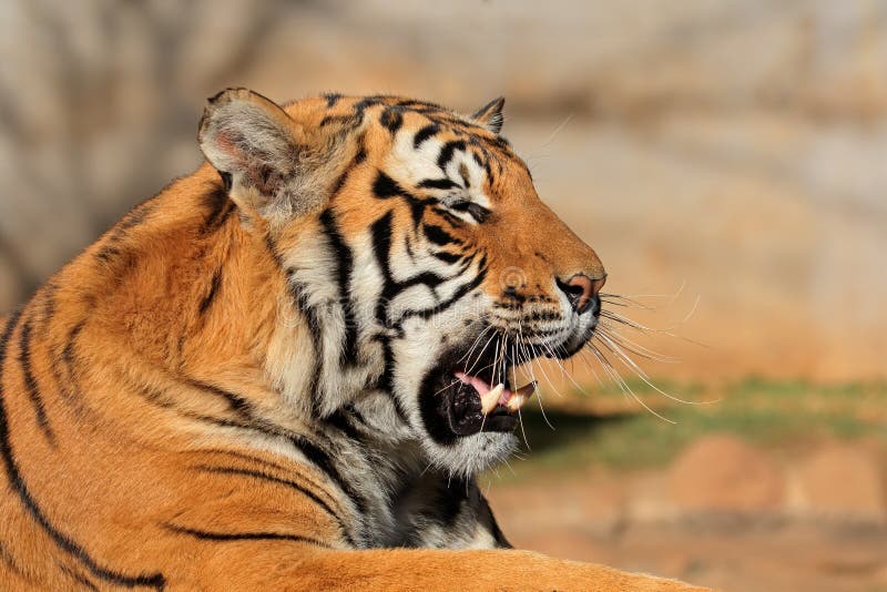 Portrait De Tigre De Bengale - Inde Photo stock - Image du inde ...