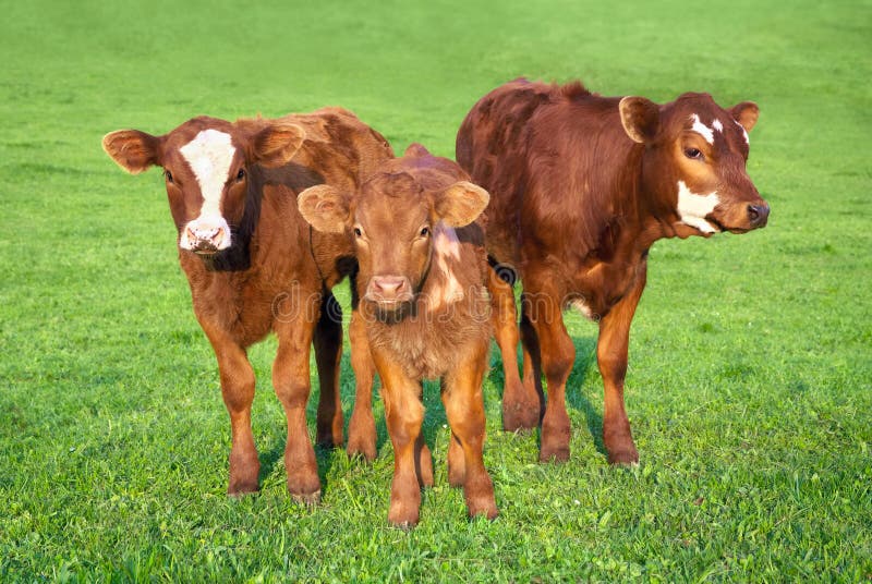 Portrait De 3 Veaux Bruns Gentils Photo stock - Image: 53510888