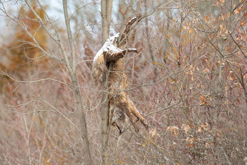 Portrait of a Dead Red Fox Vulpes Vulpes, Stuck in Winter between the ...