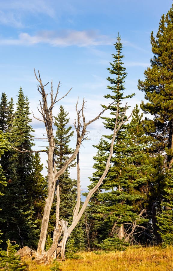 Portrait of Dead Tree among Forest Stock Photo - Image of park, autumn ...