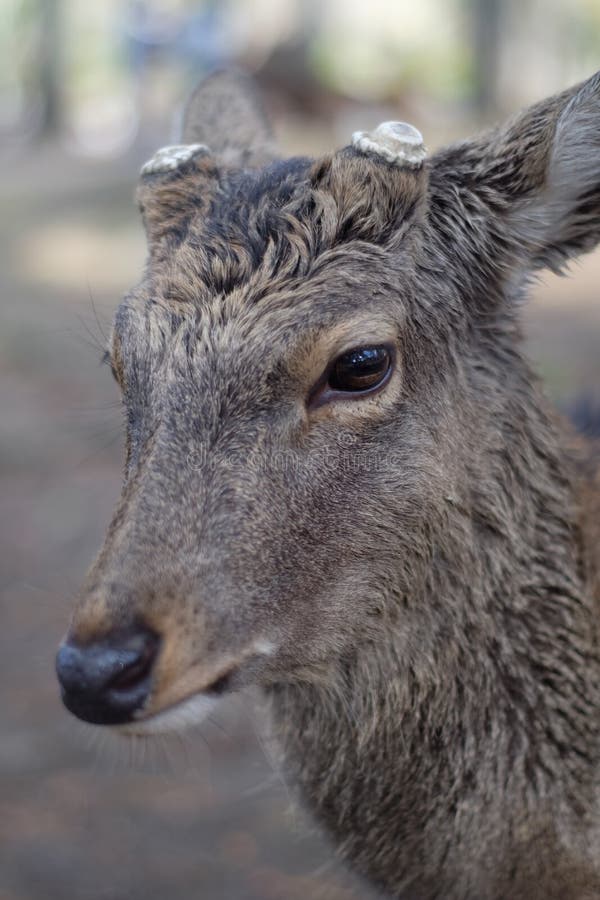 Portrait of a Dear stock image. Image of dear, portrait - 139484521