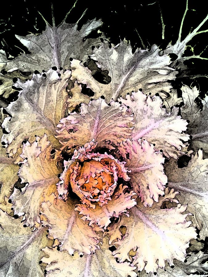 Portrait of a Decorative Flowering Cabbage Stock Illustration ...