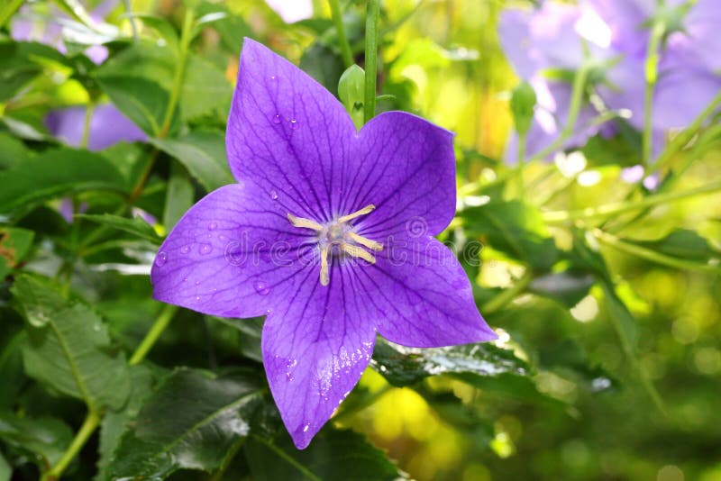 The Portrait of Deep Purple of Balloon Flower Stock Photo - Image of ... The Portrait of Deep Purple of Balloon Flower Stock Photo - Image of ...