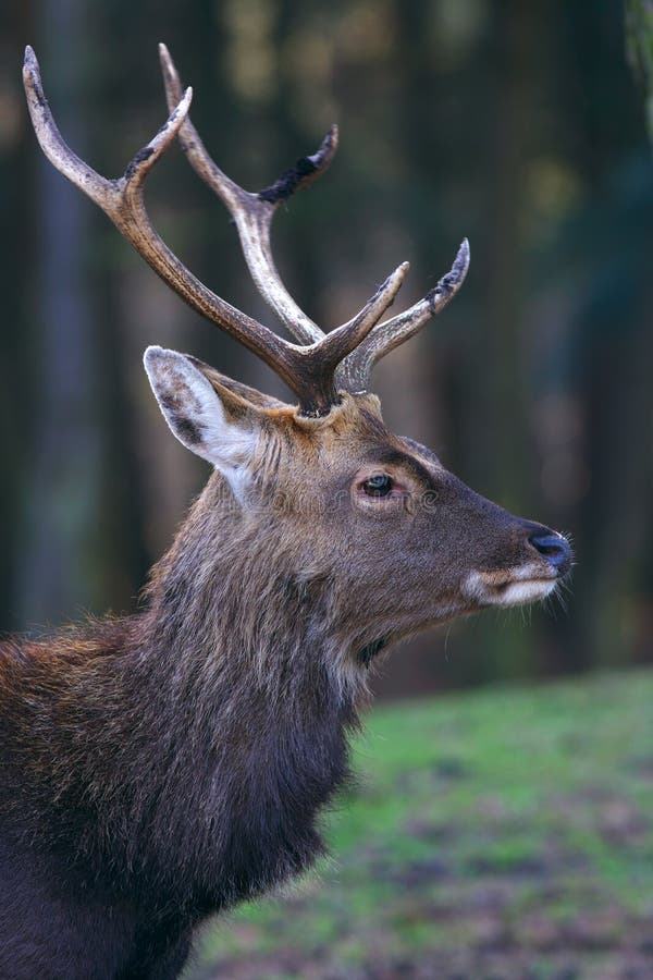 Portrait of a deer stock image. Image of trees, wood, portrait - 7958119