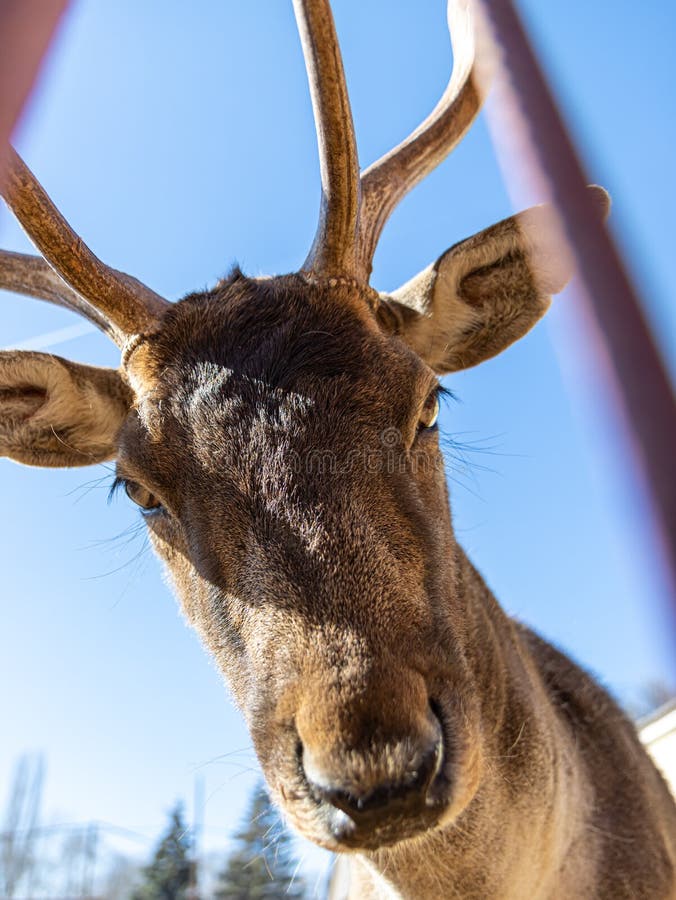 A Portrait of a Deer Against a Blue Sky. Stock Image - Image of park ...
