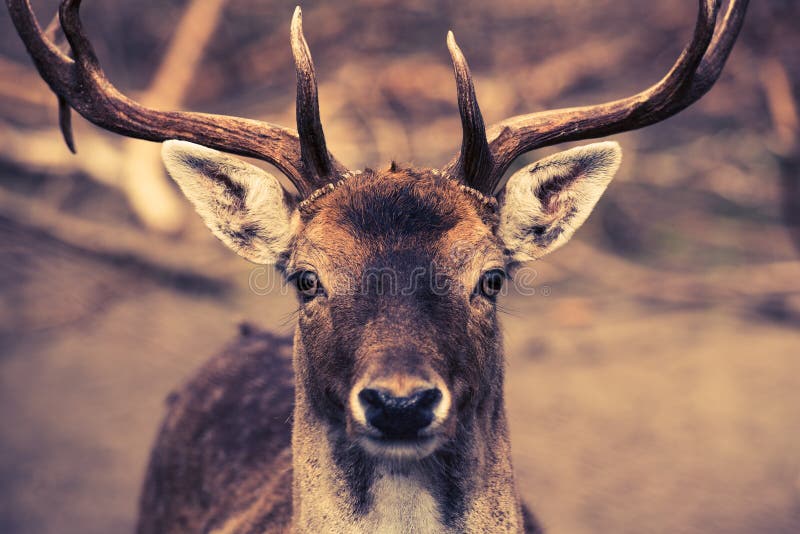Portrait of the Deer stock image. Image of rest, wildlife - 71575701