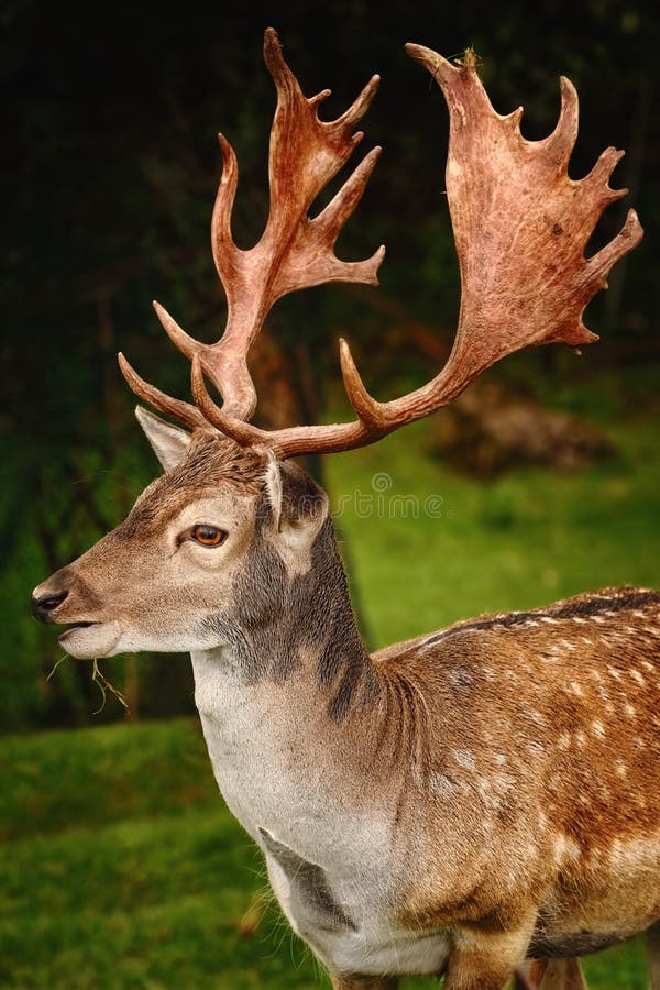 Portrait of Deer stock photo. Image of deer, artiodactyl - 162080294