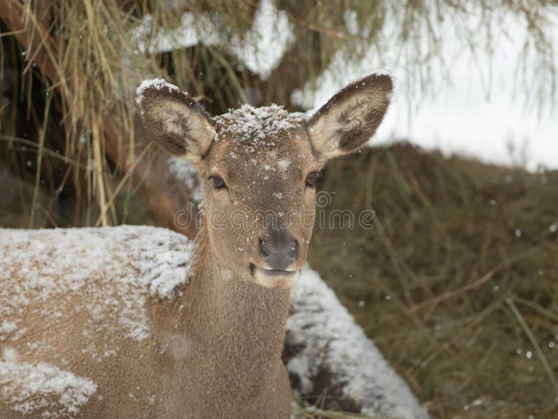 Portrait of a Deer Female on Background of Dry Hay in Winter Stock ...