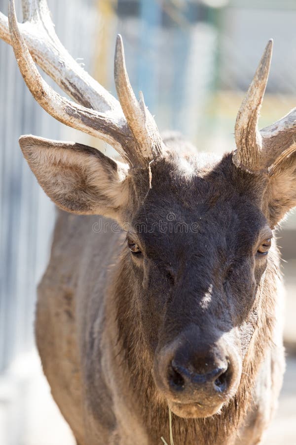 Rifle Map Minnesota Deer Season Stock Photos - Free & Royalty-Free ...