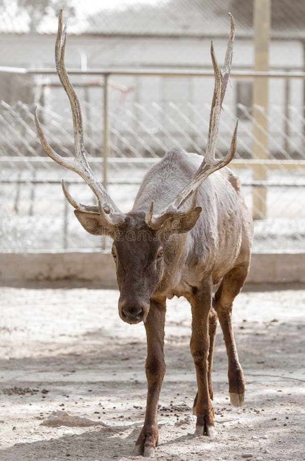Rifle Map Minnesota Deer Season Stock Photos - Free & Royalty-Free ...