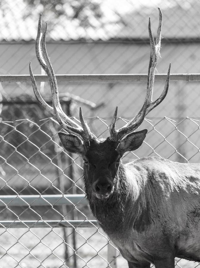 Rifle Map Minnesota Deer Season Stock Photos - Free & Royalty-Free ...