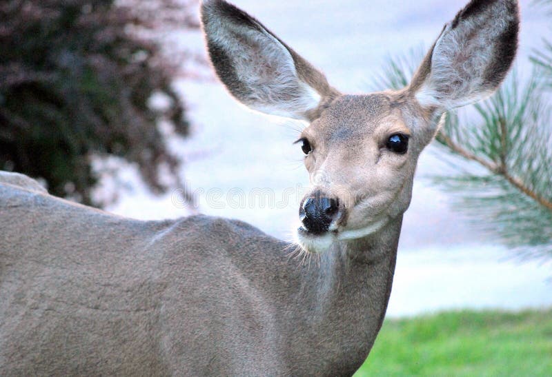 Portrait of a Deer Standing Alone Outside. Stock Image - Image of ...