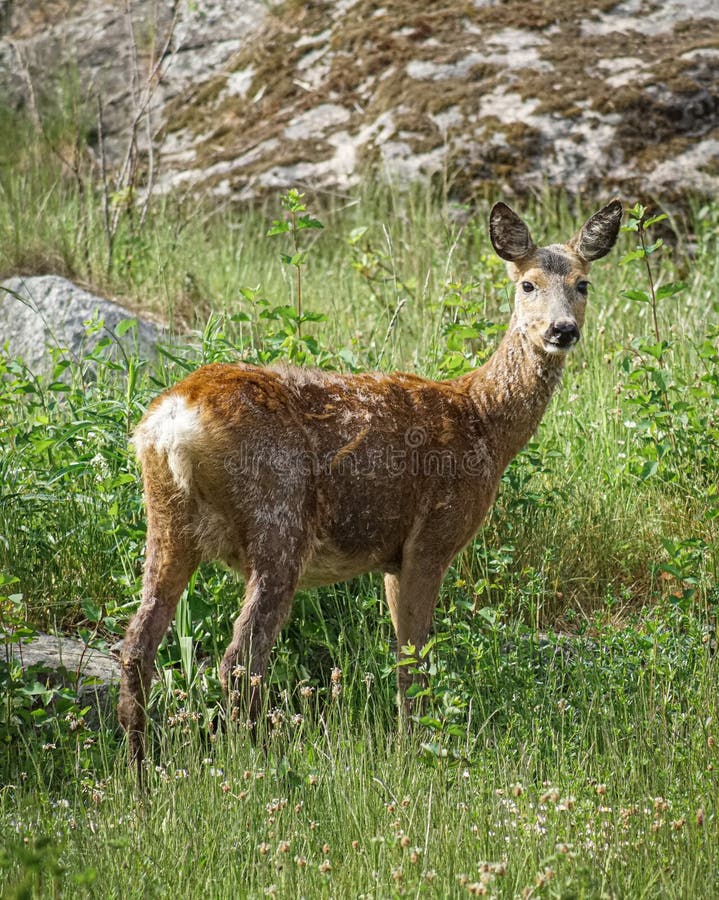 Portrait of a Deer Standing on Field Stock Image - Image of person ...