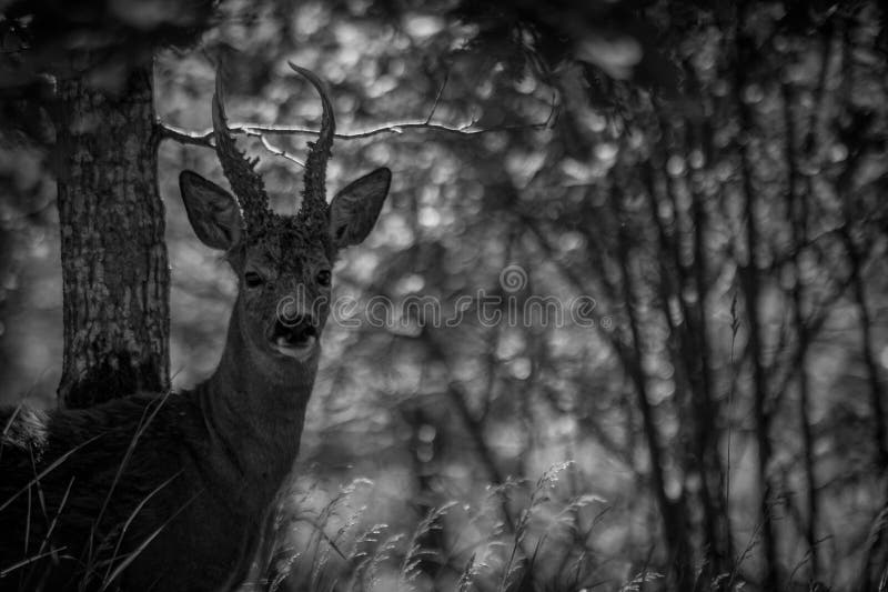 A Portrait of Deer Standing in Forest Stock Image - Image of monochrome ...