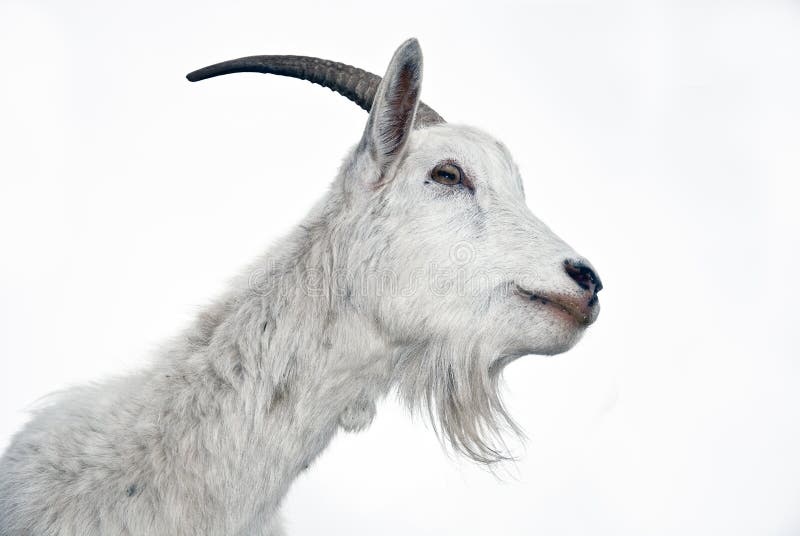 Ziegen stockfoto. Bild von bewirtschaften, bauernhof - 19606614