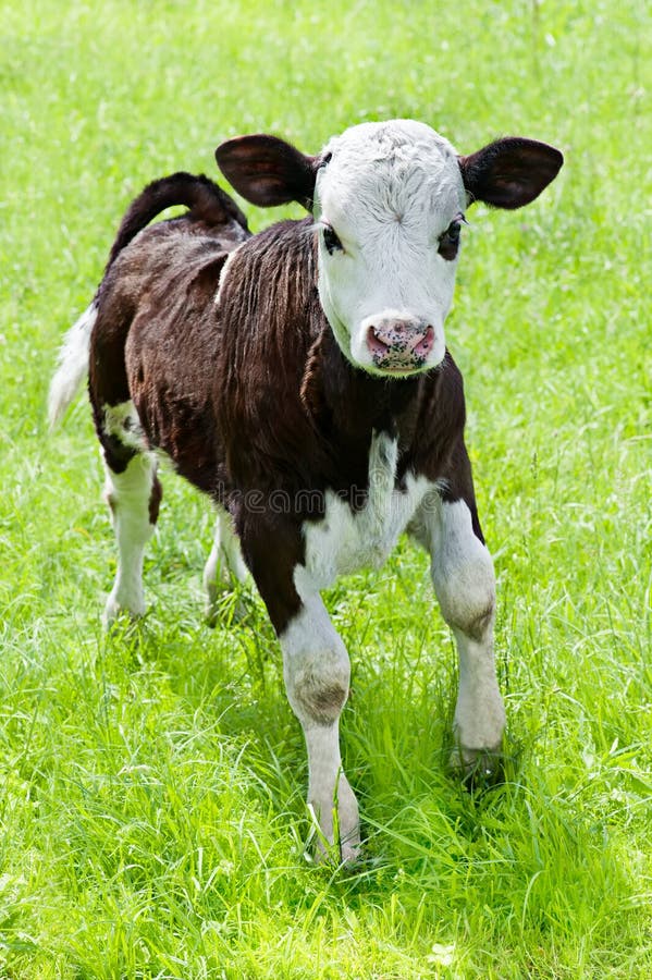 Kleines Kalb Zwei Auf Wiese Stockfoto - Bild von frech, landschaft ...