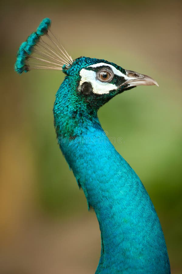 Portr?t Eines Pfaus Der Kopf Eines Pfaus Ein Schöner Pfau Zeigt Seine ...