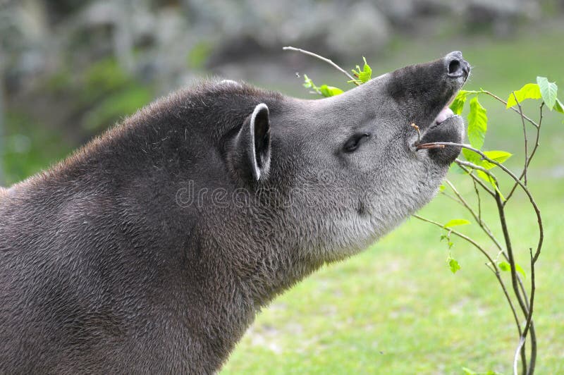 Portrait Des Südamerikanischen Tapir Stockfoto - Bild von ...