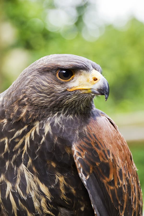 Portrait of a Desert Buzzard Stock Photo - Image of harris, portrait ...