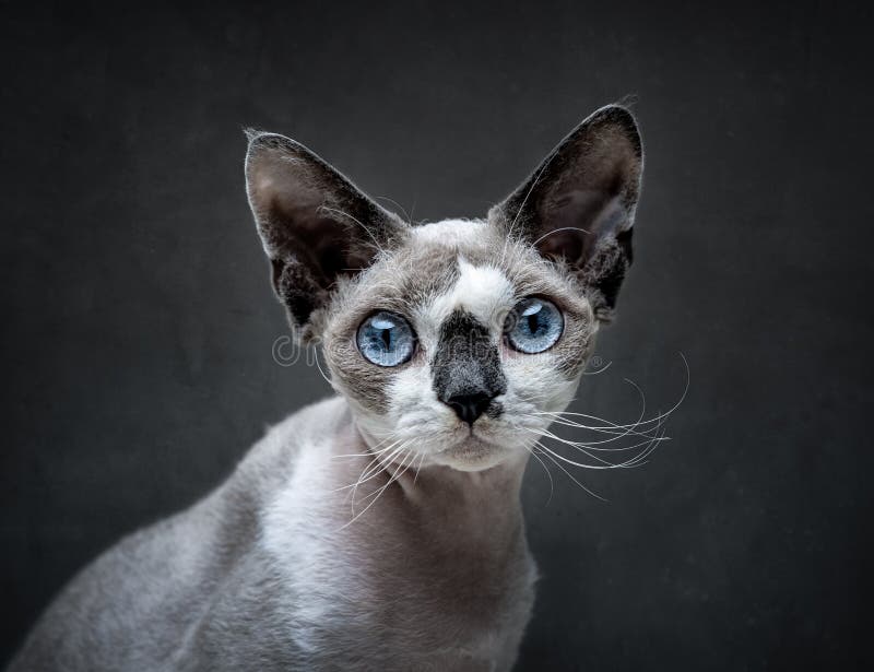 Portrait of Devon Rex cat stock photo. Image of luxury - 196298488