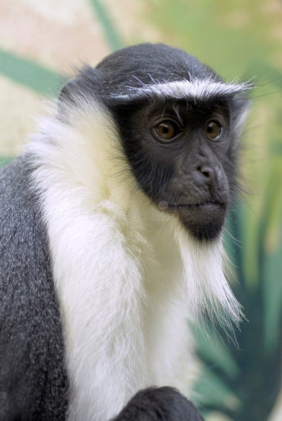 Portrait Diana monkey stock image. Image of africa, primate - 7218909
