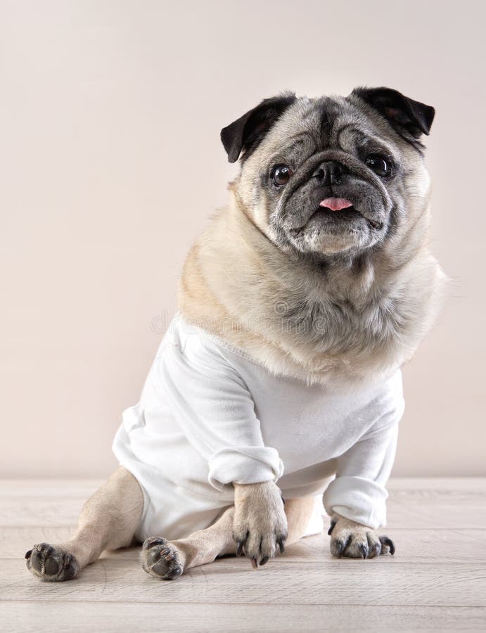 2,655 Disabled Dog Stock Photos - Free & Royalty-Free Stock Photos from ...