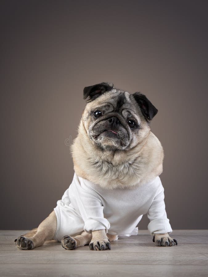 2,655 Disabled Dog Stock Photos - Free & Royalty-Free Stock Photos from ...