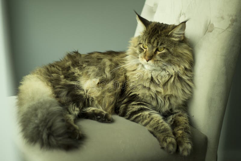 Portrait of a Disgruntled Cat Lying on a Chair Stock Photo - Image of ...