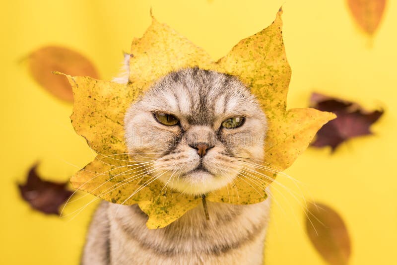 Disgruntled Cat with a Maple Leaf on Its Muzzle. Stock Photo - Image of ...
