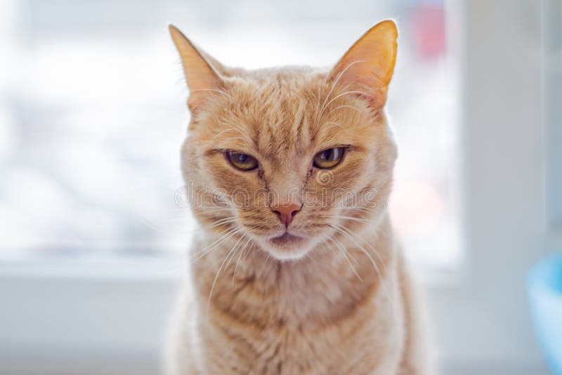 Portrait of a Displeased Cat Stock Image - Image of cheerful, funny ...