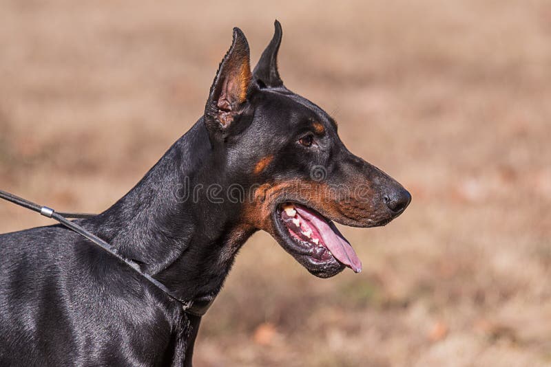 Portrait of Doberman stock image. Image of canine, friend - 174731645