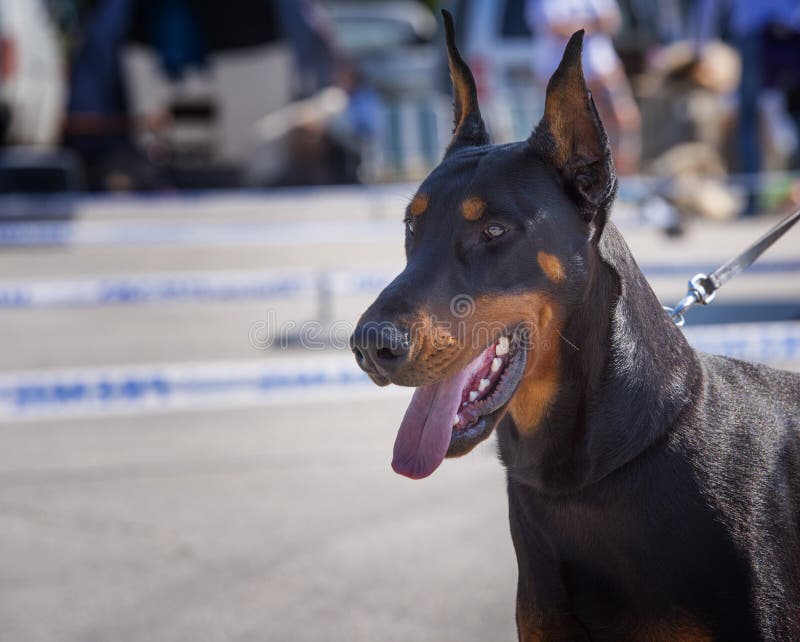 Portrait of doberman stock image. Image of doberman, head - 89725703