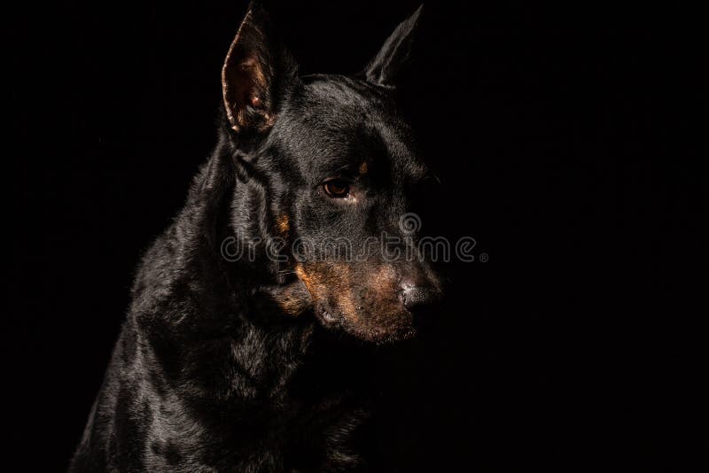 Doberman Pinscher Against Black Background Front View Stock Image ...