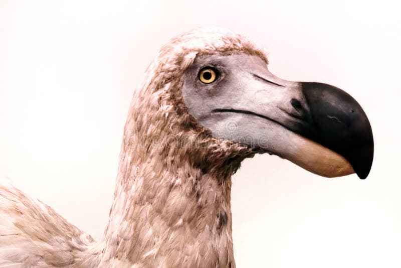 Portrait of a Dodo stock photo. Image of historic, bird - 72007528