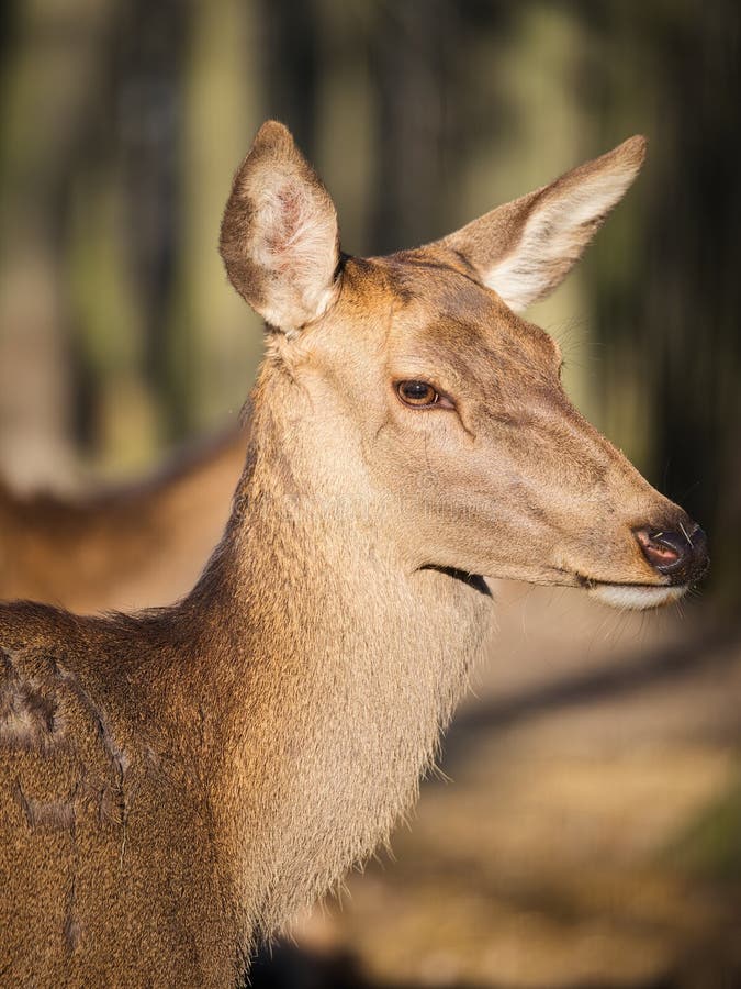 Portrait of a Doe in the Forest Stock Photo - Image of closeup, mammal ...