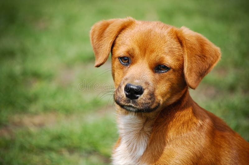 Koli Dog Expecting a Command Stock Photo - Image of koli, ready: 14519348