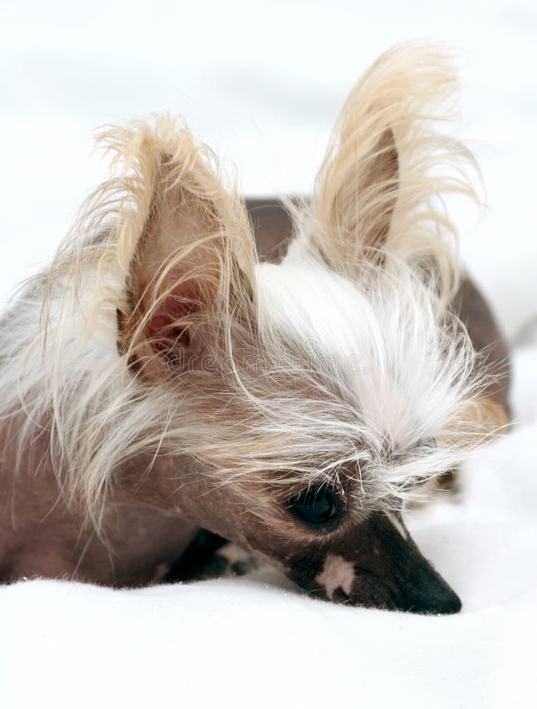 1,556 Naked Dog Animal Stock Photos - Free & Royalty-Free Stock Photos ...