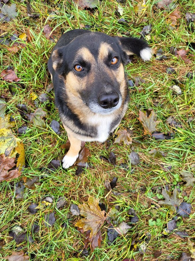 Portrait of a Dog from Above Stock Image - Image of mammal, black ...
