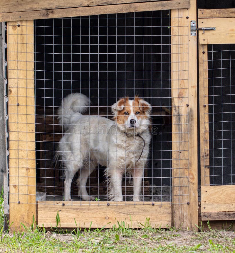Portrait of a dog behind stock image. Image of domestic - 222953987