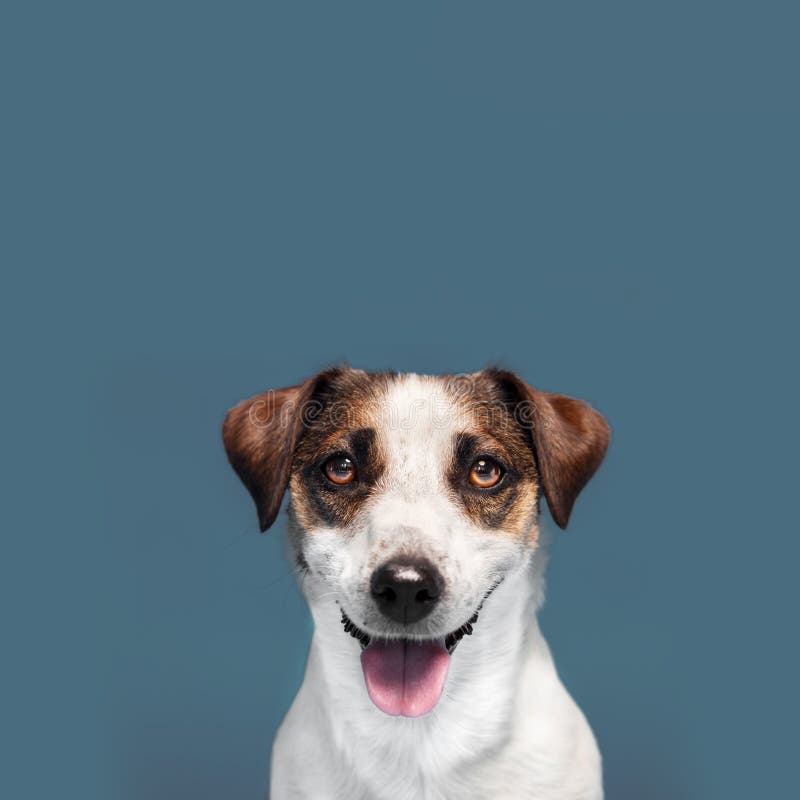 Portrait of a Dog on a Blue Background Stock Image - Image of isolated ...
