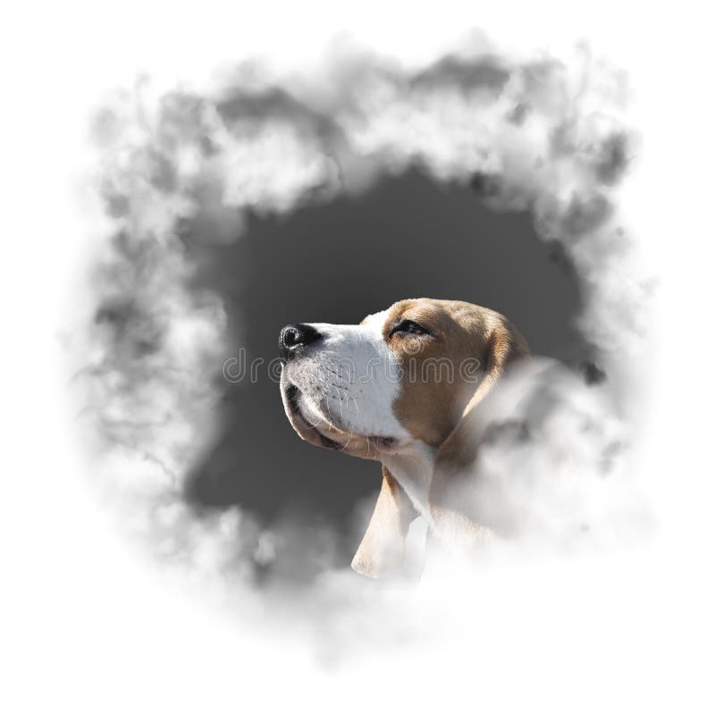 Portrait dog breed beagle stock illustration. Illustration of burnout ...