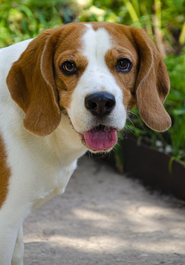 Beagle Dog Close Up Portrait. Stock Photo - Image of tongue, collar ...