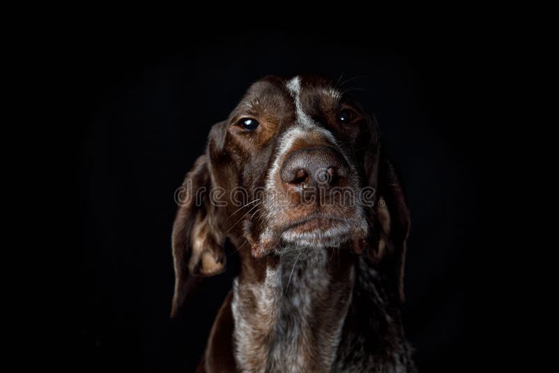 Portrait of a Dog Breed Pointers .Portrait of a Dog Breed Pointers on a ...