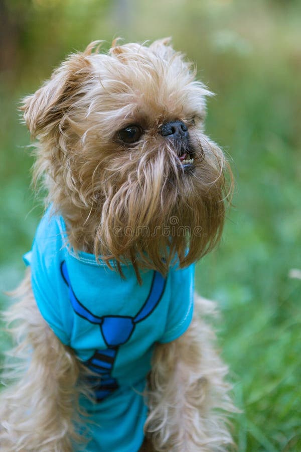 Portrait Dog Brussels Griffon Stock Photo - Image of canine, beard ...