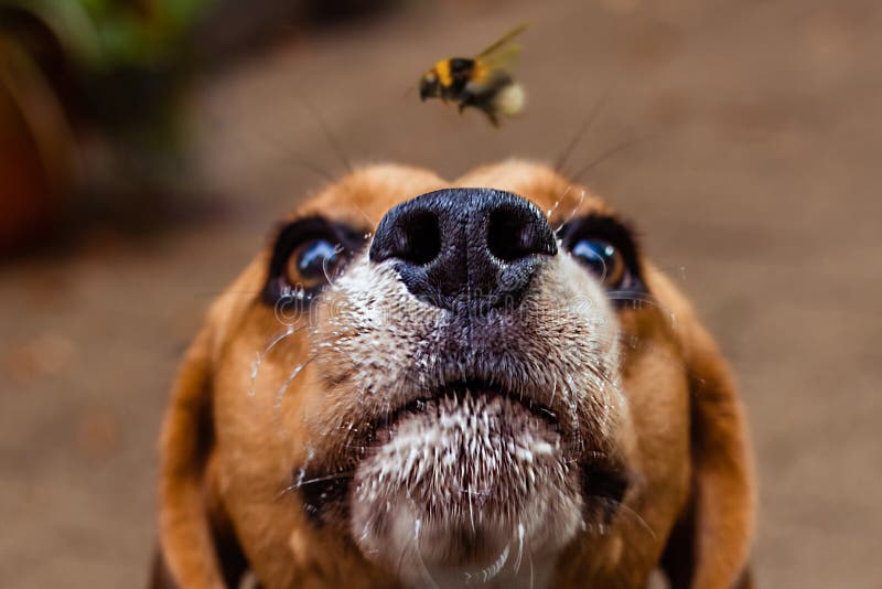 Portrait of a Dog and a Bumblebee on the Nose Stock Photo - Image of ...