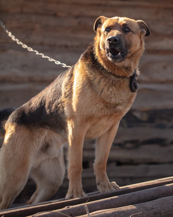 Portrait of a Dog on a Chain Stock Photo - Image of rural, chain: 115720794