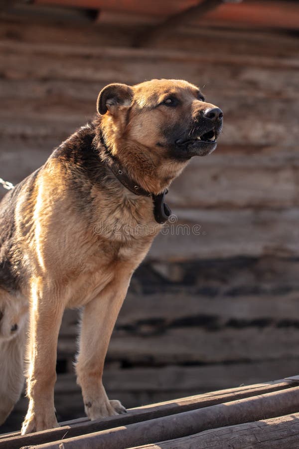 Portrait of a Dog on a Chain Stock Image - Image of beauty, domestic ...