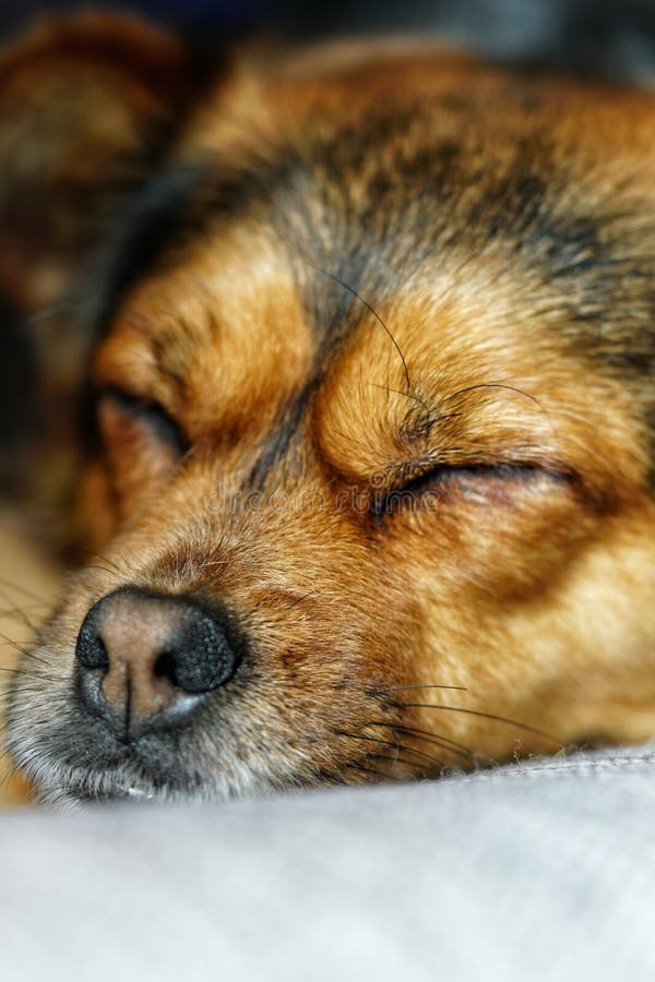 Portrait of a Dog in a Deep Sleep, Dreaming Stock Photo - Image of deep ...